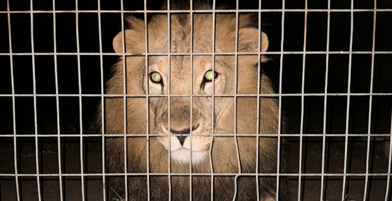 Australian Woman Suffers Severe Injury After Lion 'Grabbed' Her Arm At ...